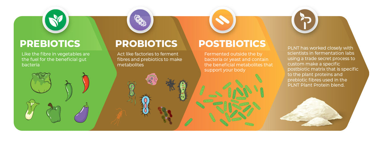 What is a post Postbiotic Matrix? – My Store